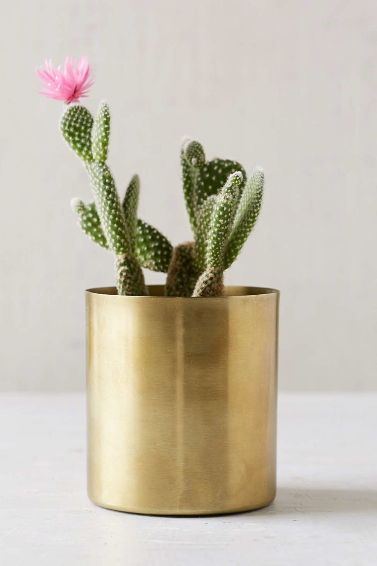 Déco cactus : nouvel allié tendance et bien-être - Clem atc